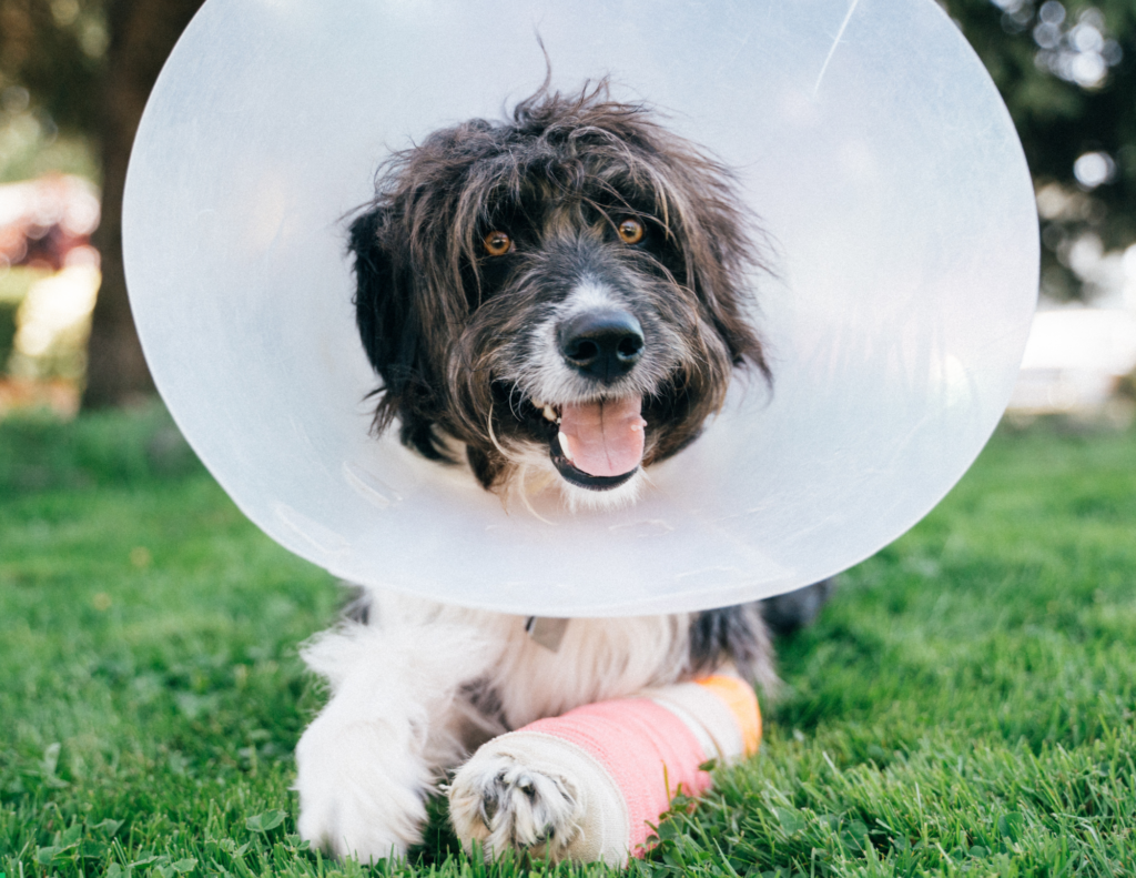 Available Services | Countryside Veterinary Services