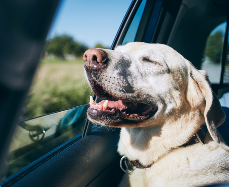 Locations | Countryside Veterinary Services